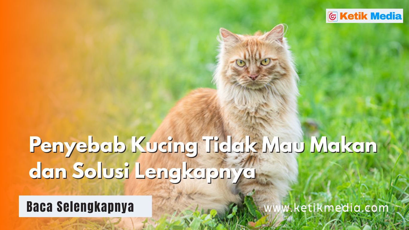 Penyebab Kucing Tidak Mau Makan dan Solusi Lengkapnya